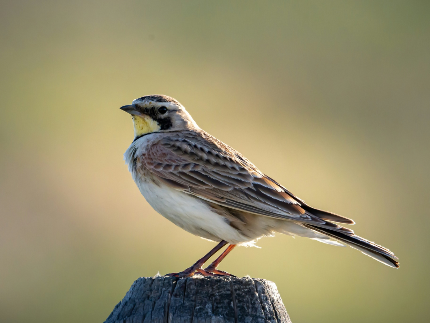 What is Beak? – ALAUDARK