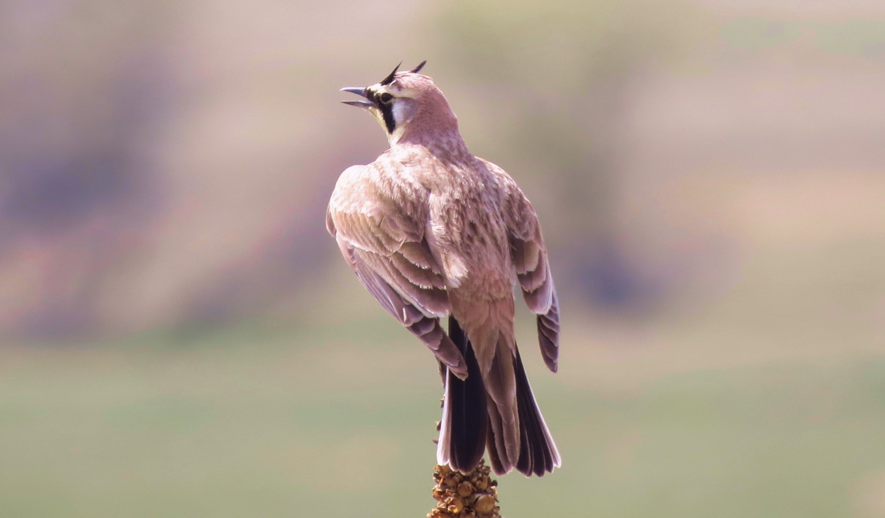 What is Lark？ – ALAUDARK